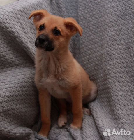 Собака-щенок в добрые руки