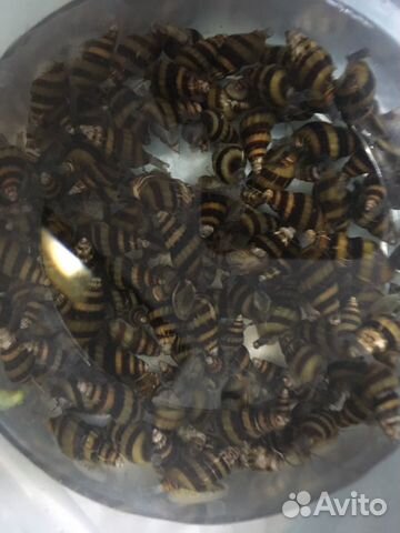 Улитки. Хелены