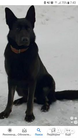 Восточно европейская овчарка