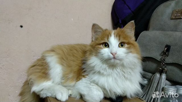 Котик