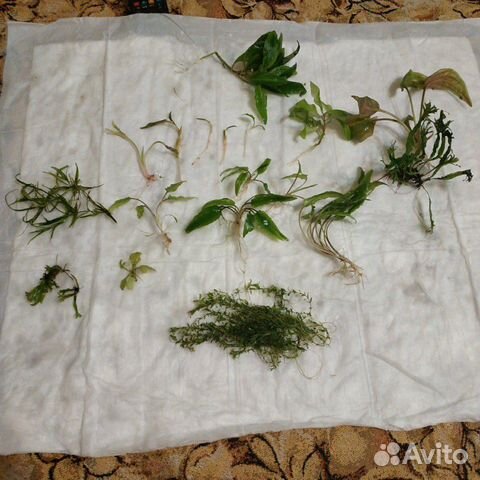 Аквариумные растения