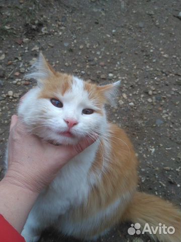 Кот