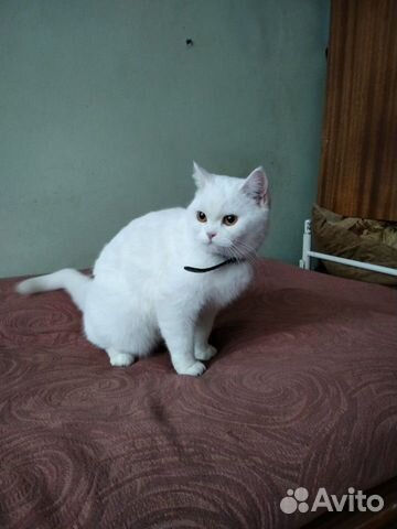 Найдена кошка,отдадим хозяину или добрым людям