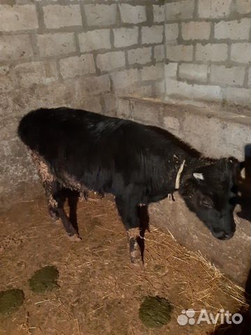 Бычок 6 месяцев хороший цена договорная
