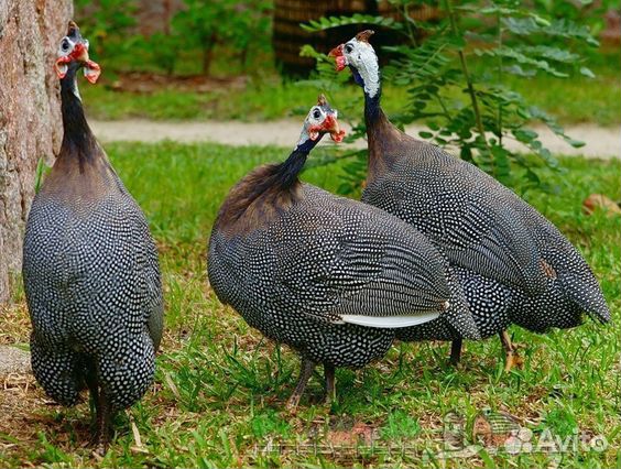Инкубационное яйцо цесарки