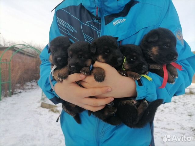 Щенки немецкой овчарки, кобели