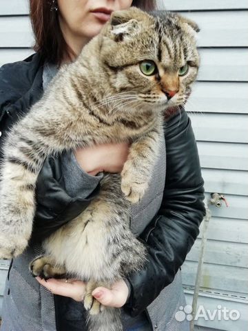 Вязка с вислоухим шотландцем Манулом
