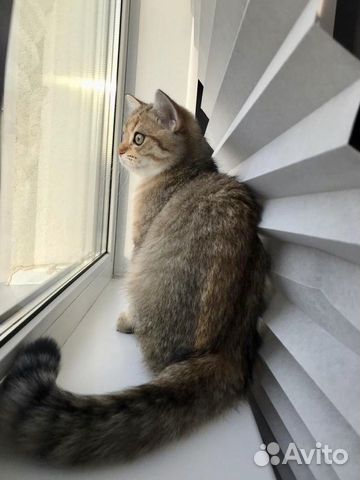 Вязка британец золотая шиншилла