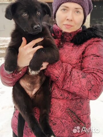 Щенок девочка 2,5 месяца