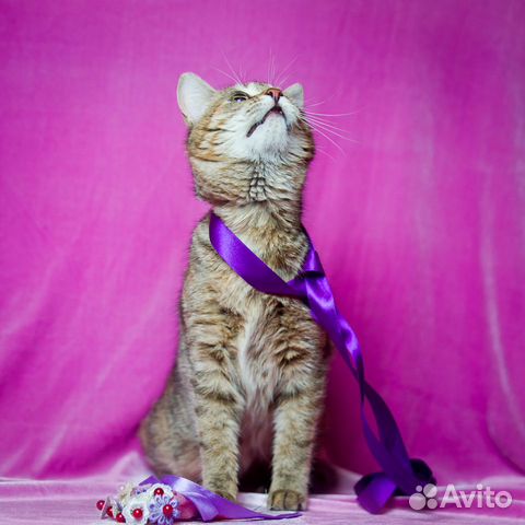 Крошечка-хаврошечка)