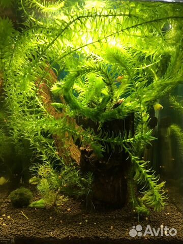 Водоросли живые