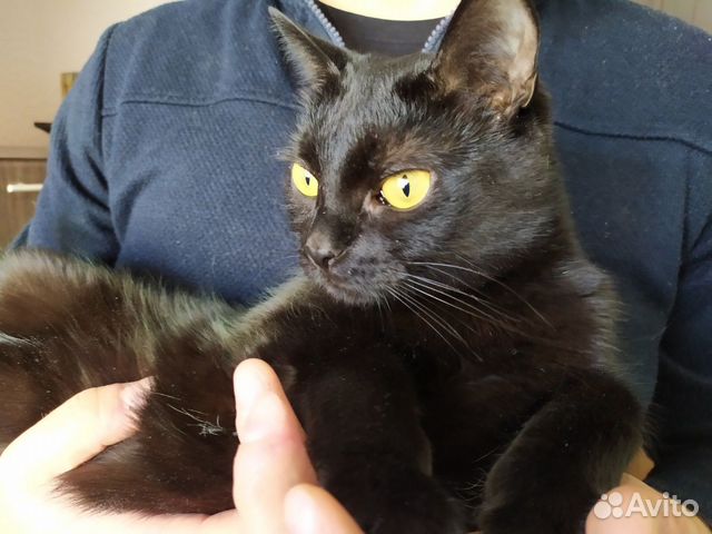 Кошка пантера