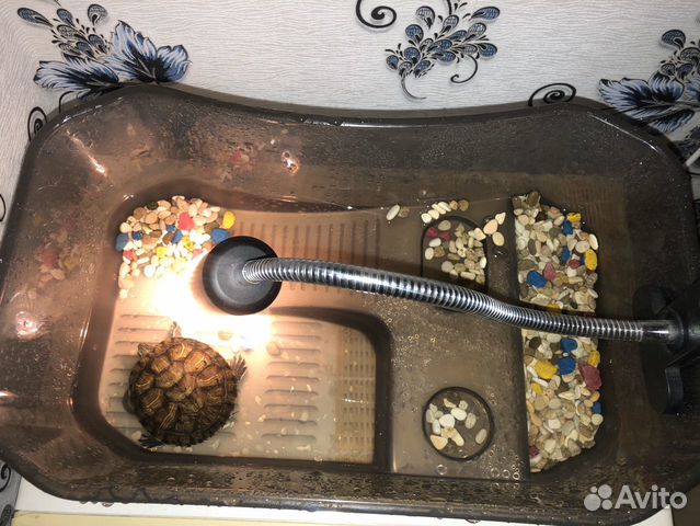 Морская мини-черепашка