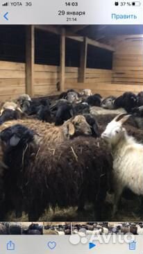 Бараны живые
