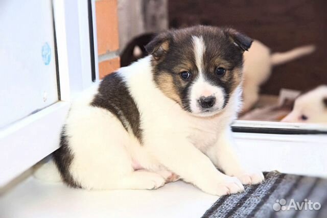 Медвежонок в дар