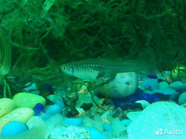 Гуппики (около 10шт) + 1 данио+ 1 пецилия
