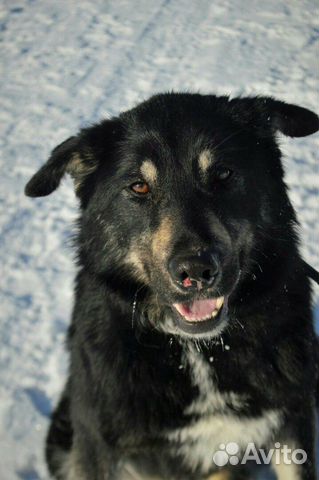 Овчаристый пес в дар