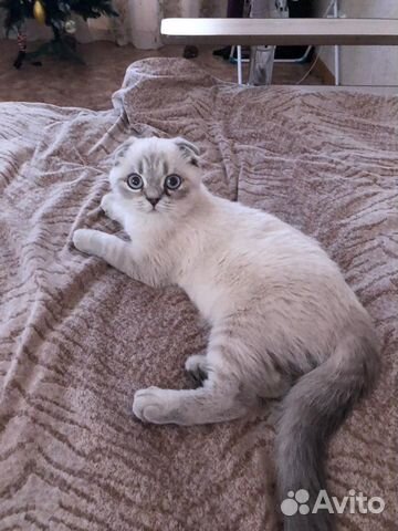 Отдам котёнка в надежные руки порода чистый шотлан