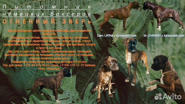 Подрощенные щенки немецкого боксера