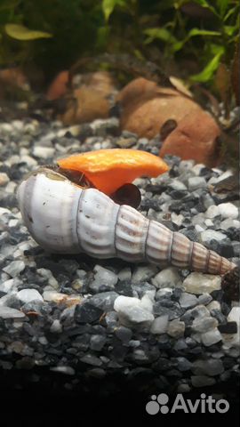 Улитки Бротия Геркулес