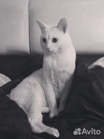 Отдам котика