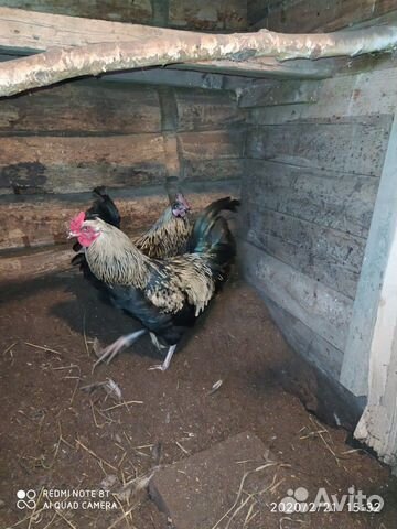 Петухи доминанты