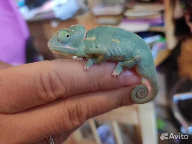 Хамелеон йеменский