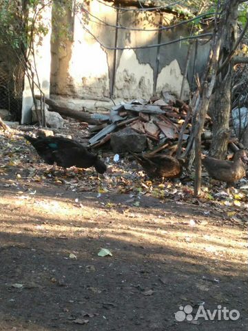 Продам уток Мулардов