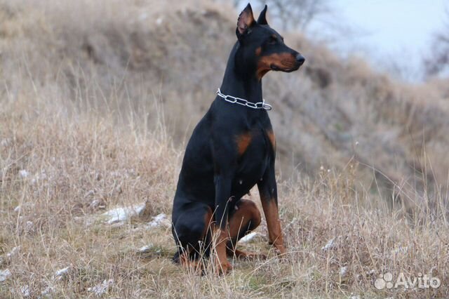 Доберман ищет жениха
