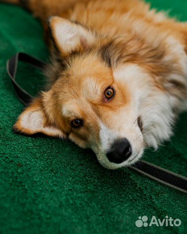 Миша в поисках дома