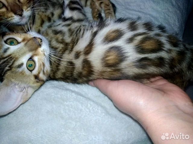 Бенгальская девочка Лисичка