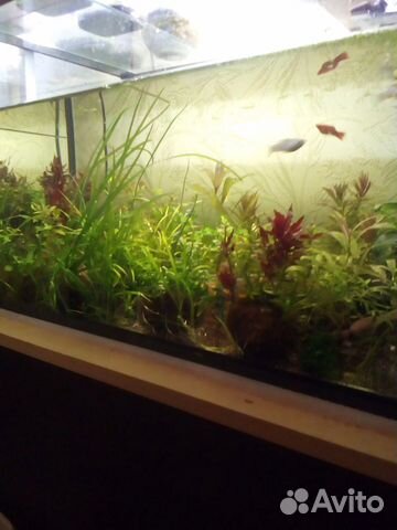 Аквариумные растения