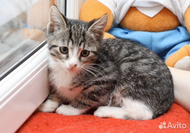 Крошка котёнок Арчи 1,5 месяца в добрые руки