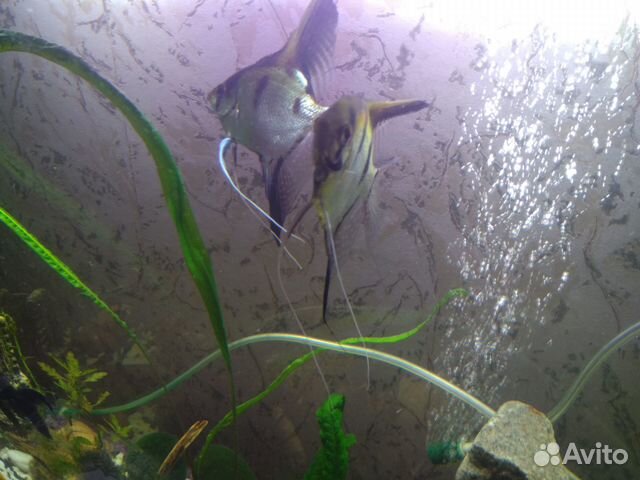 Рыба Скалярии