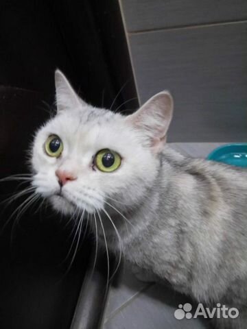 Кошка