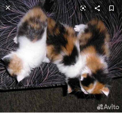 Возьмём Трехцветного котёнка