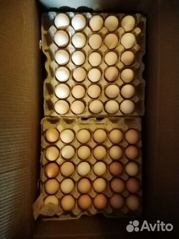 Яйца инкубационные