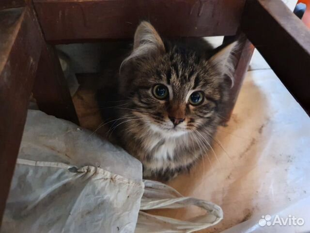 Очаровашка Кузя