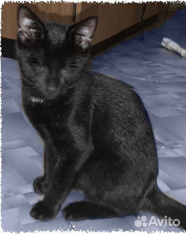 Котенок Полифем 6 мес