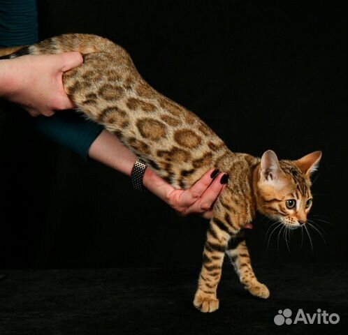 Красивая бенгальская кошечка, 3 мес