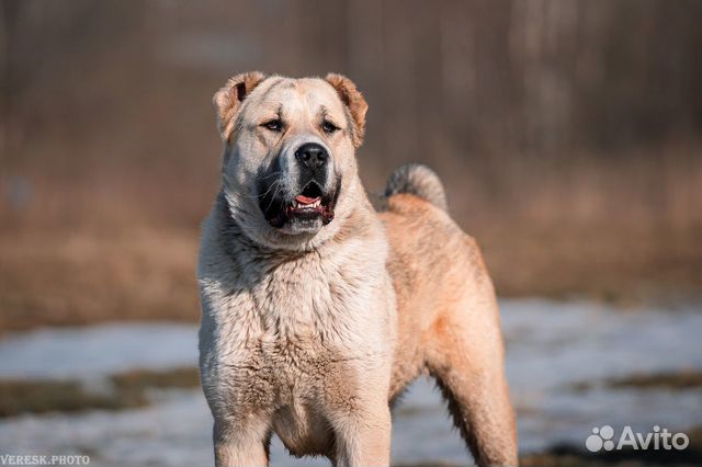 Абай - подросток алабая в дар