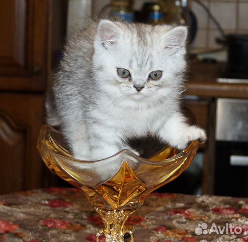 Экзоточка Веста ждет своего хозяина