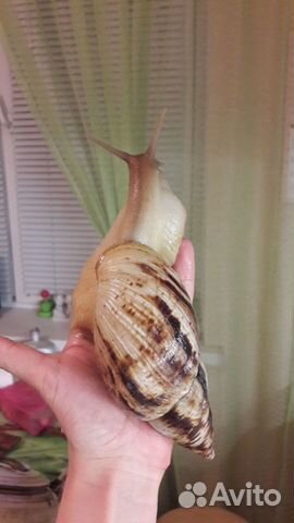 Улитка Ахатина Ретикулята