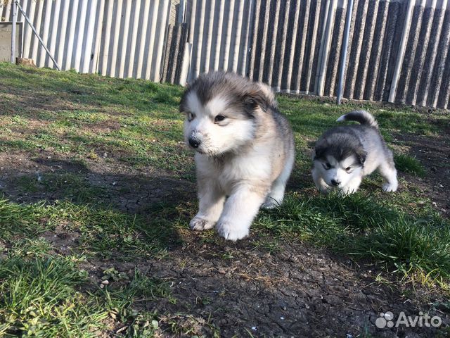 Аляскинский маламут