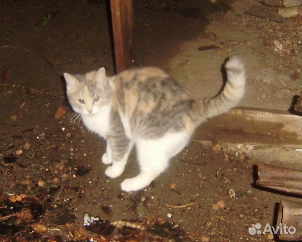 Помогите, пожалуйста, найти нежности дом