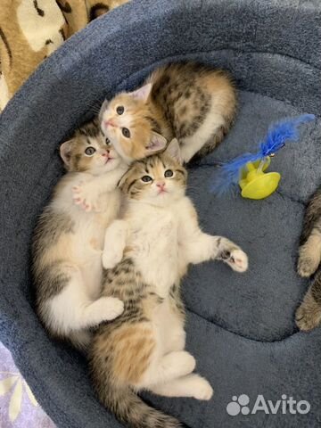 Шотландские котята