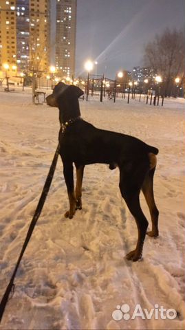 Немецкий стандартный пинчер