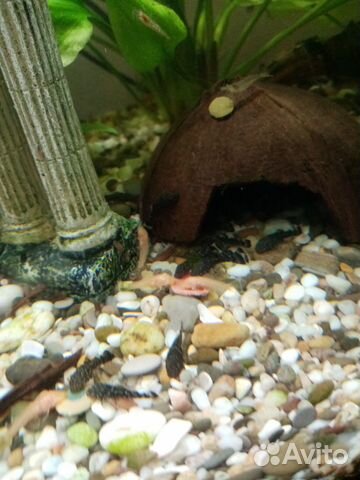 Мальки сомика анцитруса