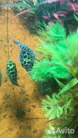 Аквариумные рыбы