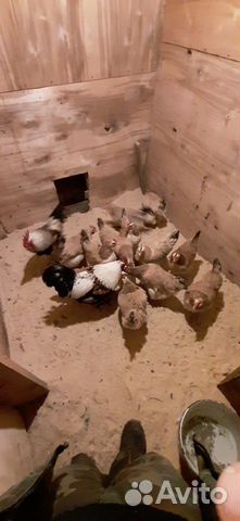 Инкубационное яйцо кур